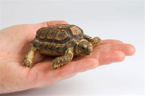 Speckled Tortoise Speckled Padloper Facts And Pictures