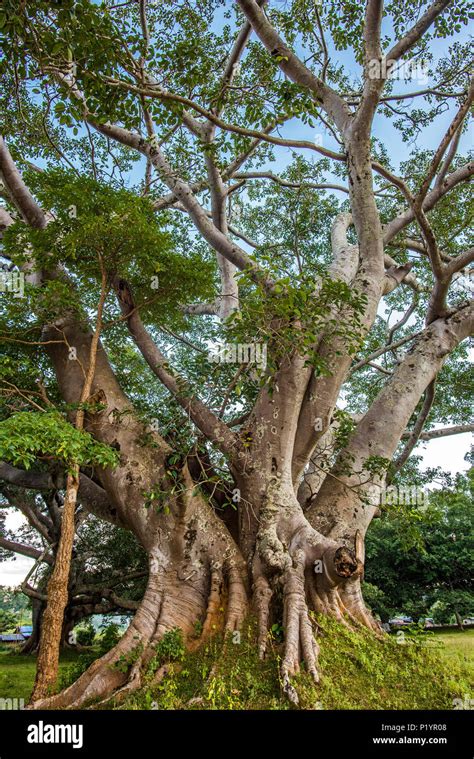 What Is The National Tree Of Myanmar At Ray Ratliff Blog