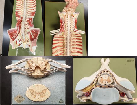 Spinal Cord Diagram Quizlet