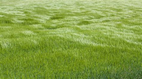 Natural Green Grass With The Waves Of Wind Background Texture Element