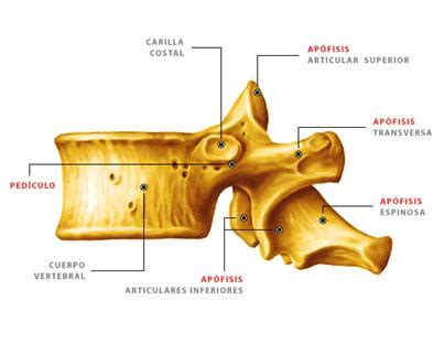 Anatomía Descriptiva Vértebras Dorsalestorácicas