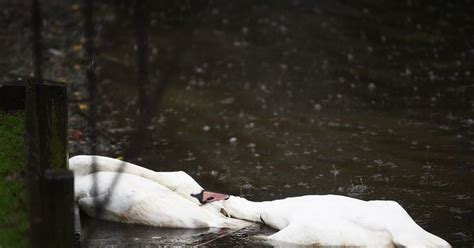 Bird Flu Warning Issued After 12 Swans Found Dead At Scots Nature