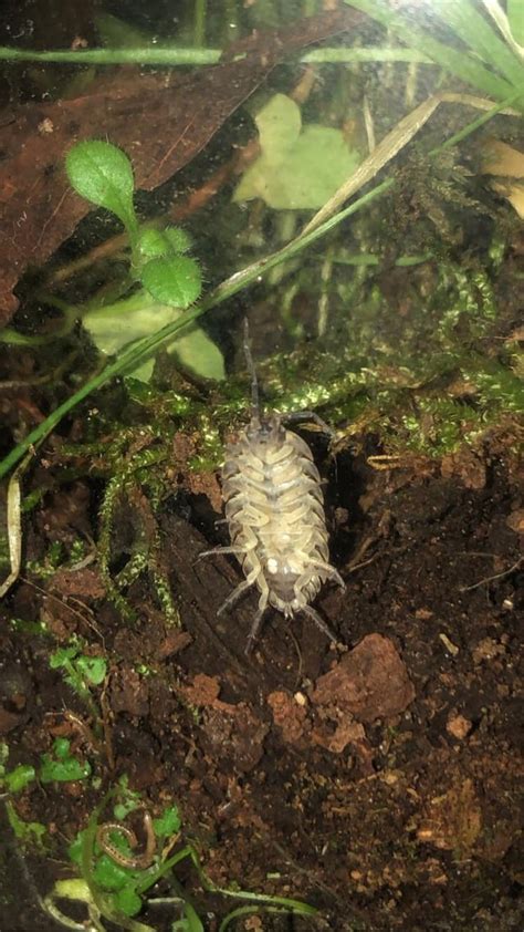 Can Anyone Sex This Isopod R Insects