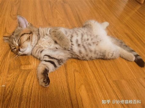 猫咪“睡觉”位置，反映跟主人关系，若是最后一个你就偷着乐吧 知乎