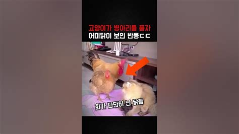 고양이가 병아리를 품자 어미 닭이 보인 반응 Youtube