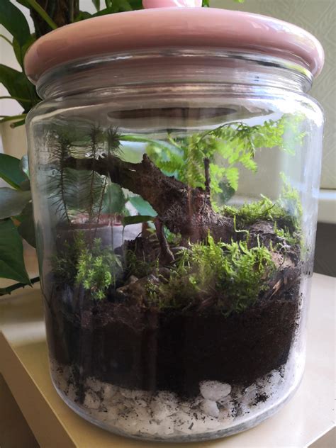 My First Shot At Ecosystem In A Jar Rplants