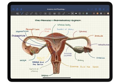 Digital Anatomy And Physiology Lab 1 Notebook Pre Health Profession Etsy