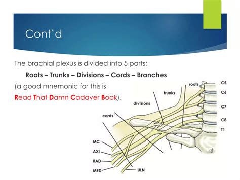 Brachial Plexus Anatomy Pptx
