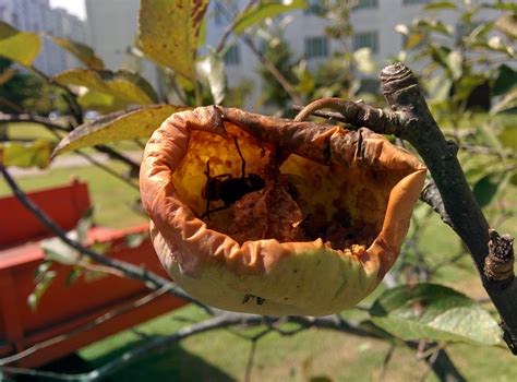 Img20150914124040 벌레먹은 사과 벌먹은 사과 장수말벌 한마리가 사과 열매를 파먹고 있다 왕팅이