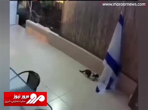 پاره کردن پرچم اسرائیل توسط گربه بازیگوش فیلم
