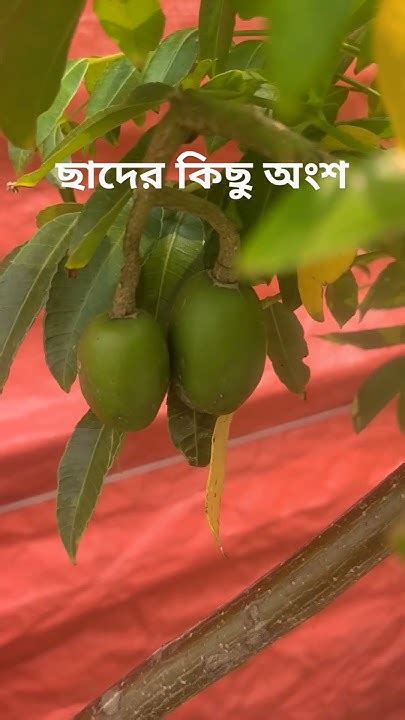 ছাদ বাগান কবুতর ও মুরগির খোপ Viralvideo Shorts Roofgarden Youtube