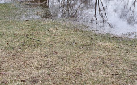 Grass Turning Brown After Lots Of Rain Heres What To Do