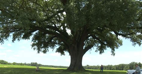 Big Oak Tree