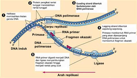 Pengertian Dan Proses Replikasi DNA EDUBIO