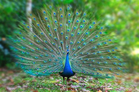 Peacock Free Computer Wallpaper Download Coolwallpapersme