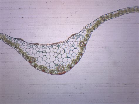 Dicot Leaf Under Microscope