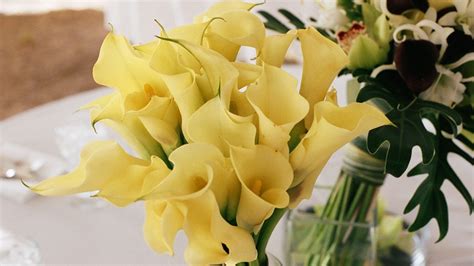 How To Plant Calla Lily Rhizomes Grow Flovers