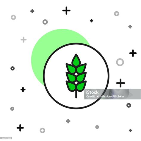 쌀 밀 옥수수 귀리 호밀 보리 아이콘이 흰색 배경에 고립 되어 있는 채 채워진 윤곽 시리얼 밀 빵 기호의 귀 벡터 가득 찬에