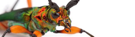 What The Heck Is Atlantideum R Nomansskythegame