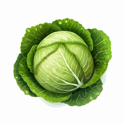 Cabbage Vector Illustration Isolated On White Background Premium Ai