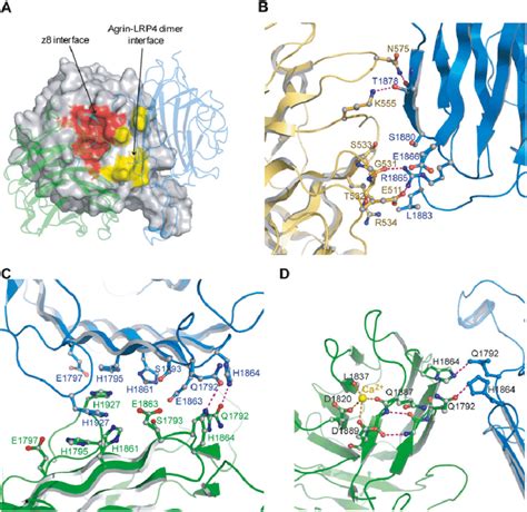Agrin Lrp4 Tetramer Interfaces And The Ca 2 Binding Site In Agrin A Download Scientific