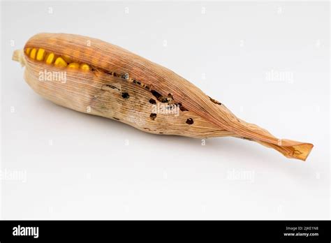 Corn Ear With Insect Damage To Kernels Insect Control And Prevention