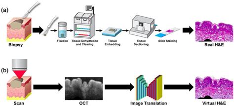 Fixation Histology Protocol At Lucas Cade Blog