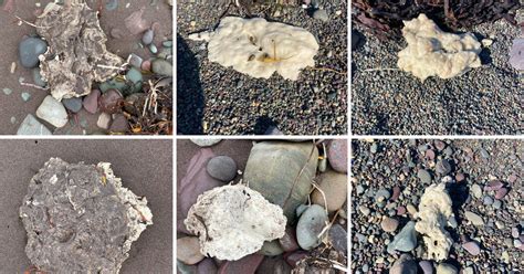 White Blobs Wash Up On Canadas Beaches Stumping Everyone The New York Times