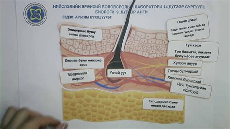 9 р анги Биологи Арьсны бүтэц үүрэг Багш Б Гантуяа Youtube