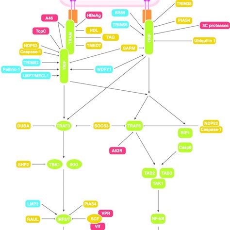 Pdf Trif Dependent Tlr Signaling Its Functions In Host Defense And Inflammation And Its