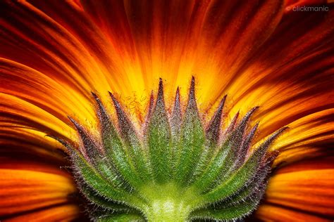 Expert Tips And Techniques For Macro Flower Photography Miops