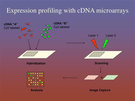 Ppt Microarray Technology Powerpoint Presentation Free Download Id