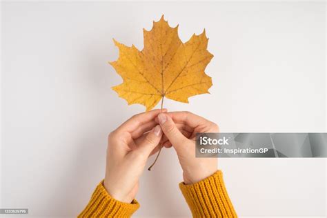 고립된 흰색 배경에 노란 가을 단풍 잎을 들고 노란색 풀오버에 여성 손의 1 인칭 사진 10월에 대한 스톡 사진 및 기타 이미지