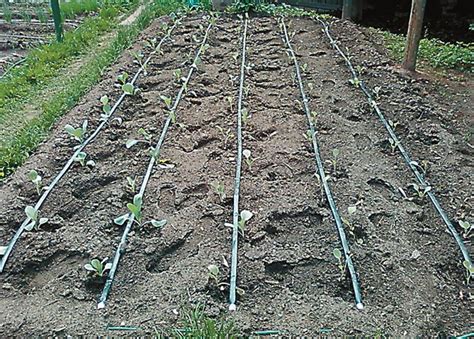 Как да си направим сами система за капково напояване Български Фермер