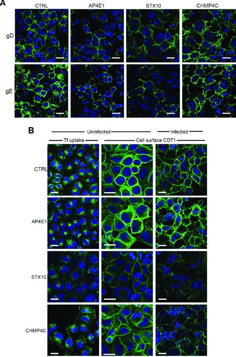 Cell Surface Localization Of Virus Glycoproteins And Transferrin
