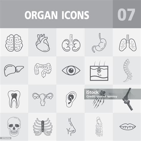 인체 해부학 개요 아이콘 벡터 아이콘 세트 내부 장기와 뼈의 의학 및 건강 기호 간 내부 기관에 대한 스톡 벡터 아트 및 기타 이미지 간 내부 기관 갈비 음식 개체