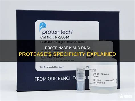 Proteinase K And Dna Proteases Specificity Explained Medshun