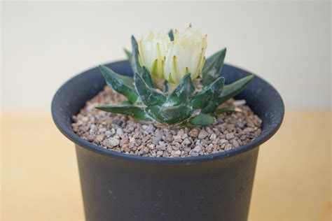 10 Cactus Without Spines Spineless Cacti Types With