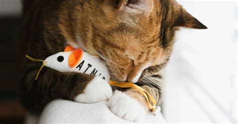 Why Do Cats Like Catnip So Much Za