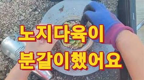 노지다육이 분리해서 분갈이했어요 다육이키우기 다육이분갈이 多肉植物 Succulent 농장생활 다육이농장힐링 Youtube