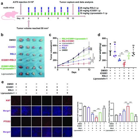 Targeting Wntβ Catenin Signaling Exacerbates Melanoma Cell Ferroptosis