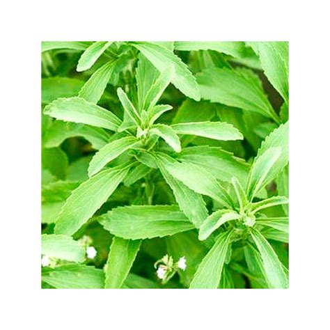 Stevia 500 Semillas Rebaudiana Sweet Leaf Overpack Hierba Aromatica Jardin