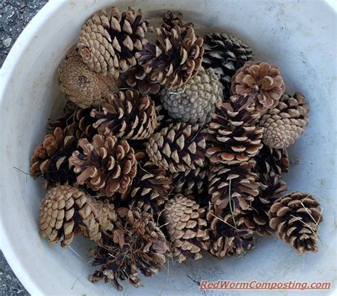 Vermicomposting Pine Cones Red Worm Composting