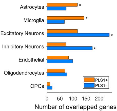 Cell Type‐specific Expression To Cortical Development‐related Genes