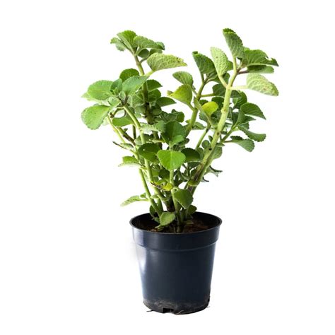 Buy Ajwain Herb Medicinal Plant 2021 Plants Nursery Bangalore