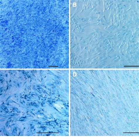 Alcian Blue Staining Of Differentiated Cells The Accumulation Of