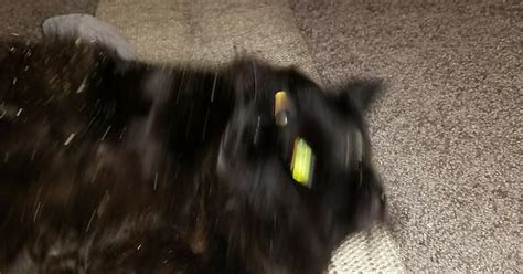 On Catnip Album On Imgur