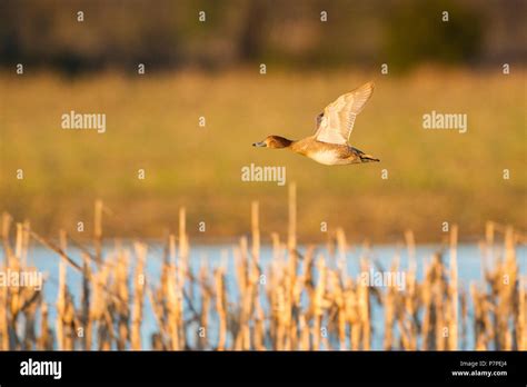 Hen Redhead Duck Wing