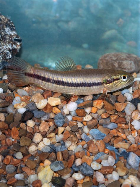 Guabina Amarilla Hoplerythrinus Unitaeniatus Jr Tropical Fish