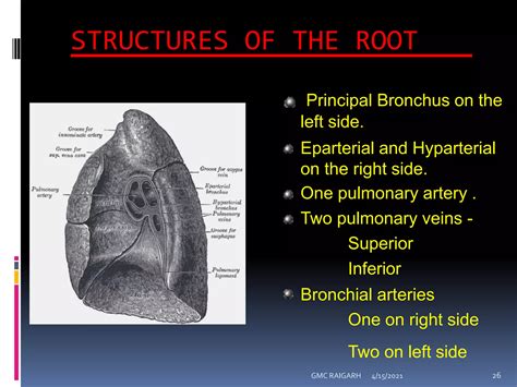 Anatomy Lungs Pptx